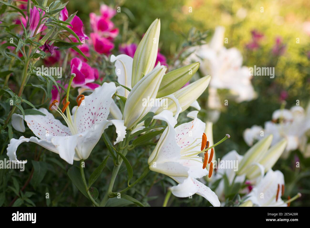 Clarkia amoena flowers hi-res stock photography and images - Alamy