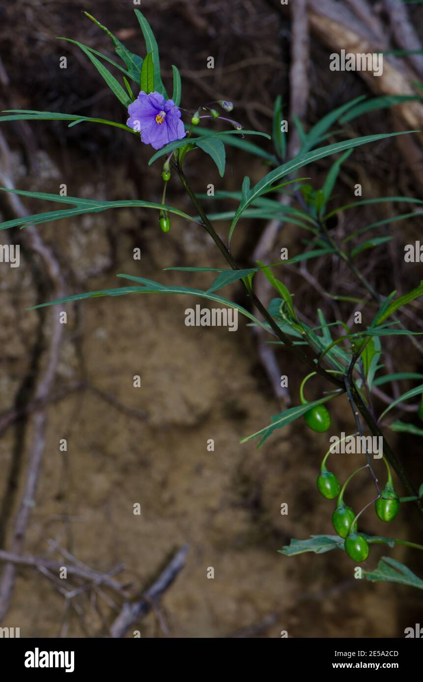 Kangaroo apple Solanum laciniatum with flower and berries. Stewart ...