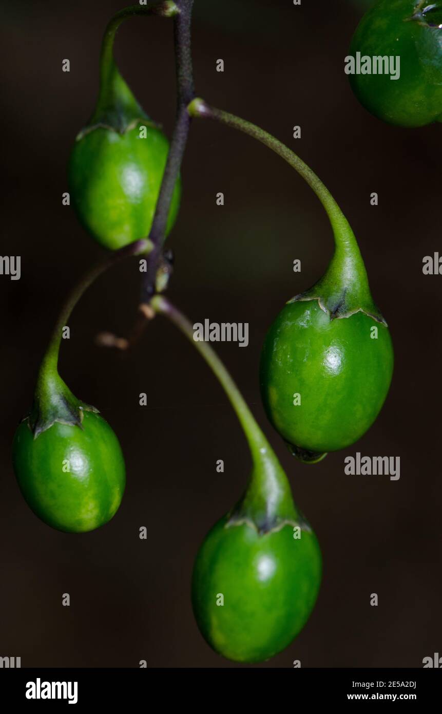 Berries of kangaroo apple Solanum laciniatum. Stewart Island. New ...