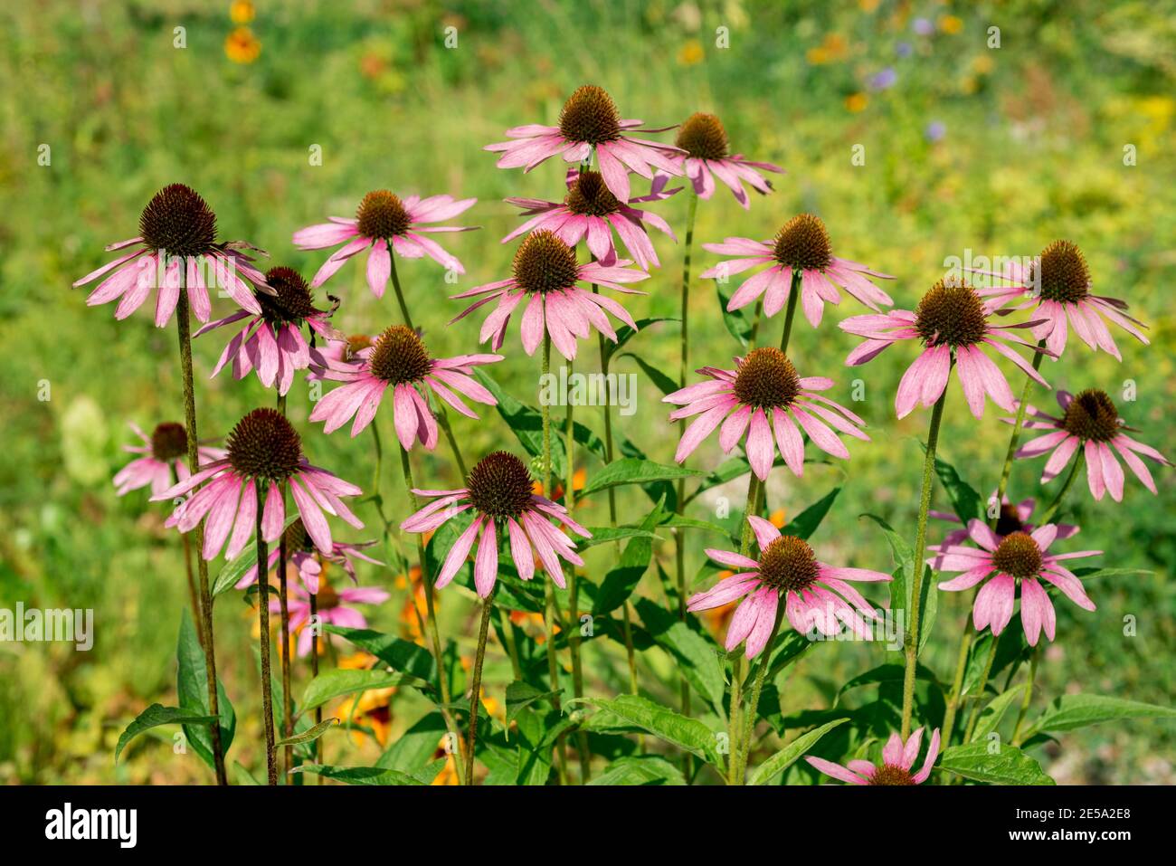 Echinacea purpurea flower blooms in the garden Stock Photo - Alamy