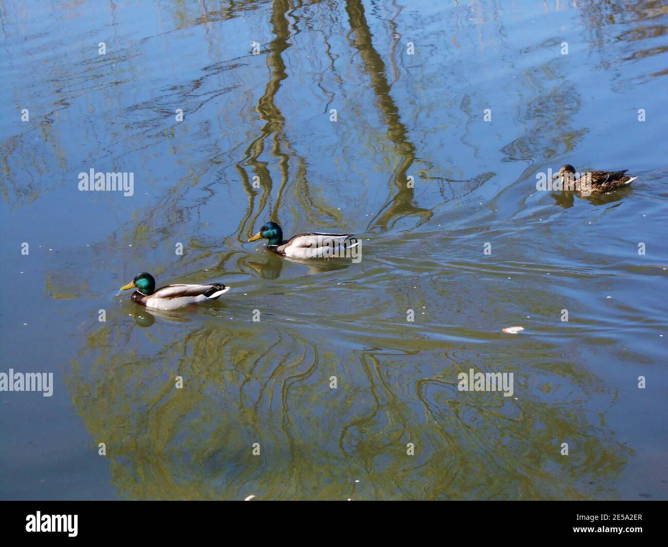 Three blue ducks hi-res stock photography and images - Alamy