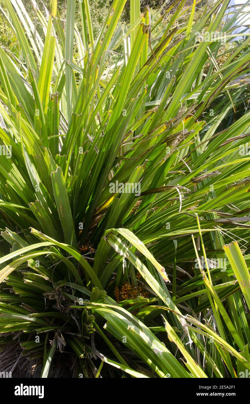 Astelia hi-res stock photography and images - Alamy