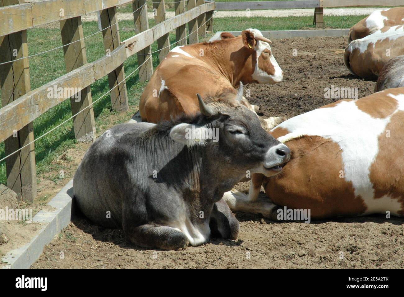 High angle shot of a lovely grey cow laying in a farm Stock Photo - Alamy