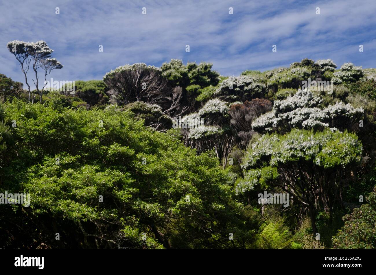 Podocarps hi-res stock photography and images - Alamy