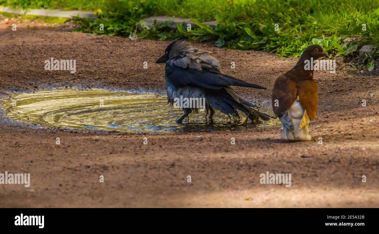 A gray crow bathes in a puddle, and a pigeon does not dare to drink ...