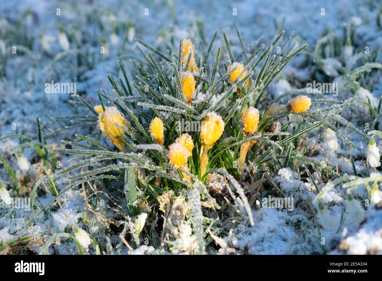 Yellow crocuses crocus covered in icy frost emerging from a lawn in ...