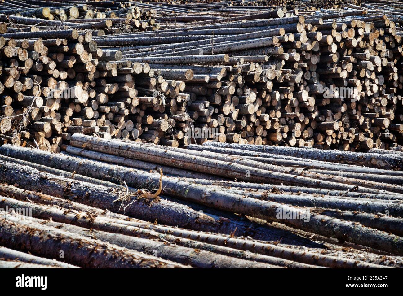 Stacks of roundwood hi-res stock photography and images - Alamy