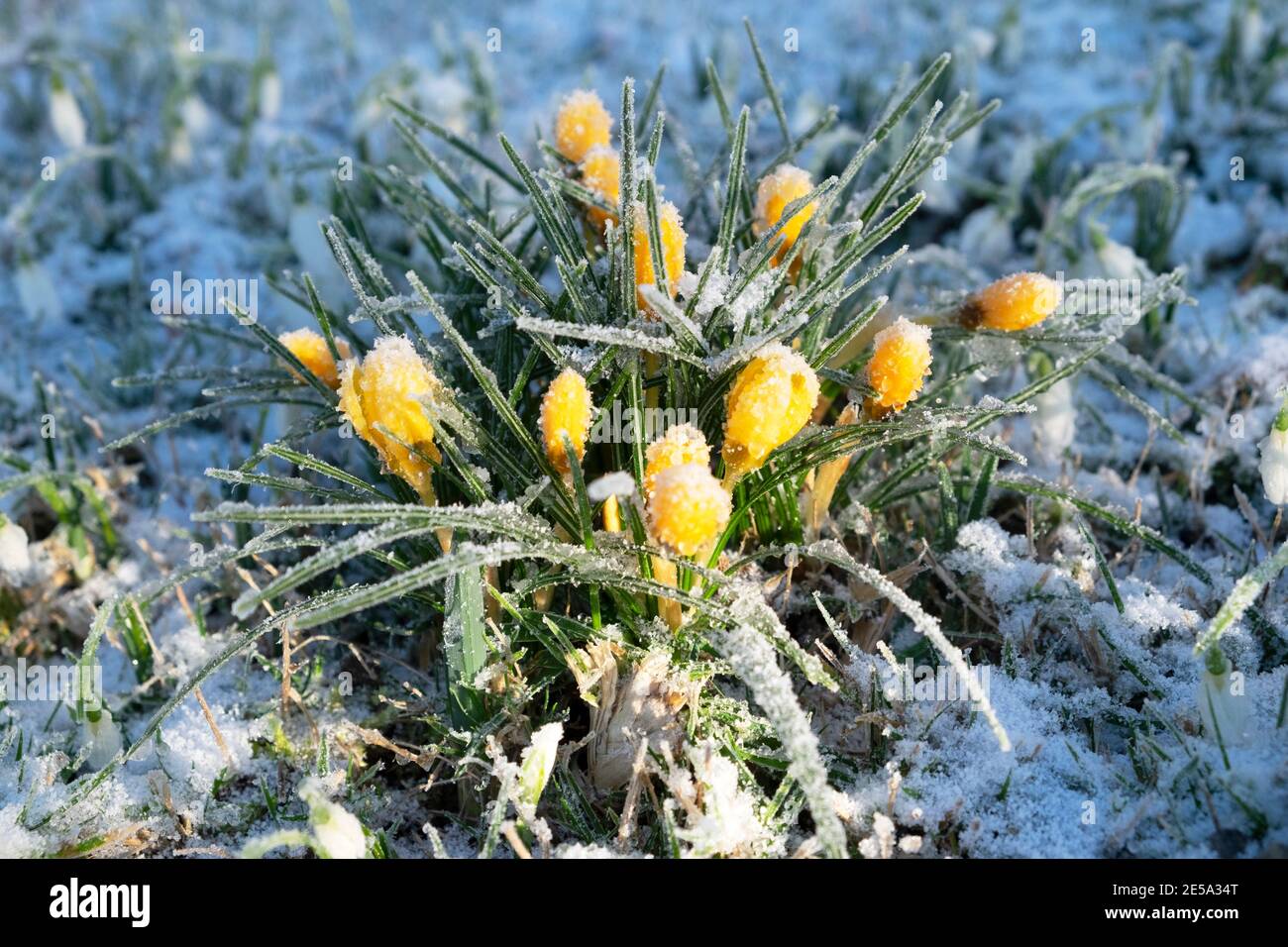 Yellow crocuses crocus covered in icy frost ice emerging from a lawn in ...