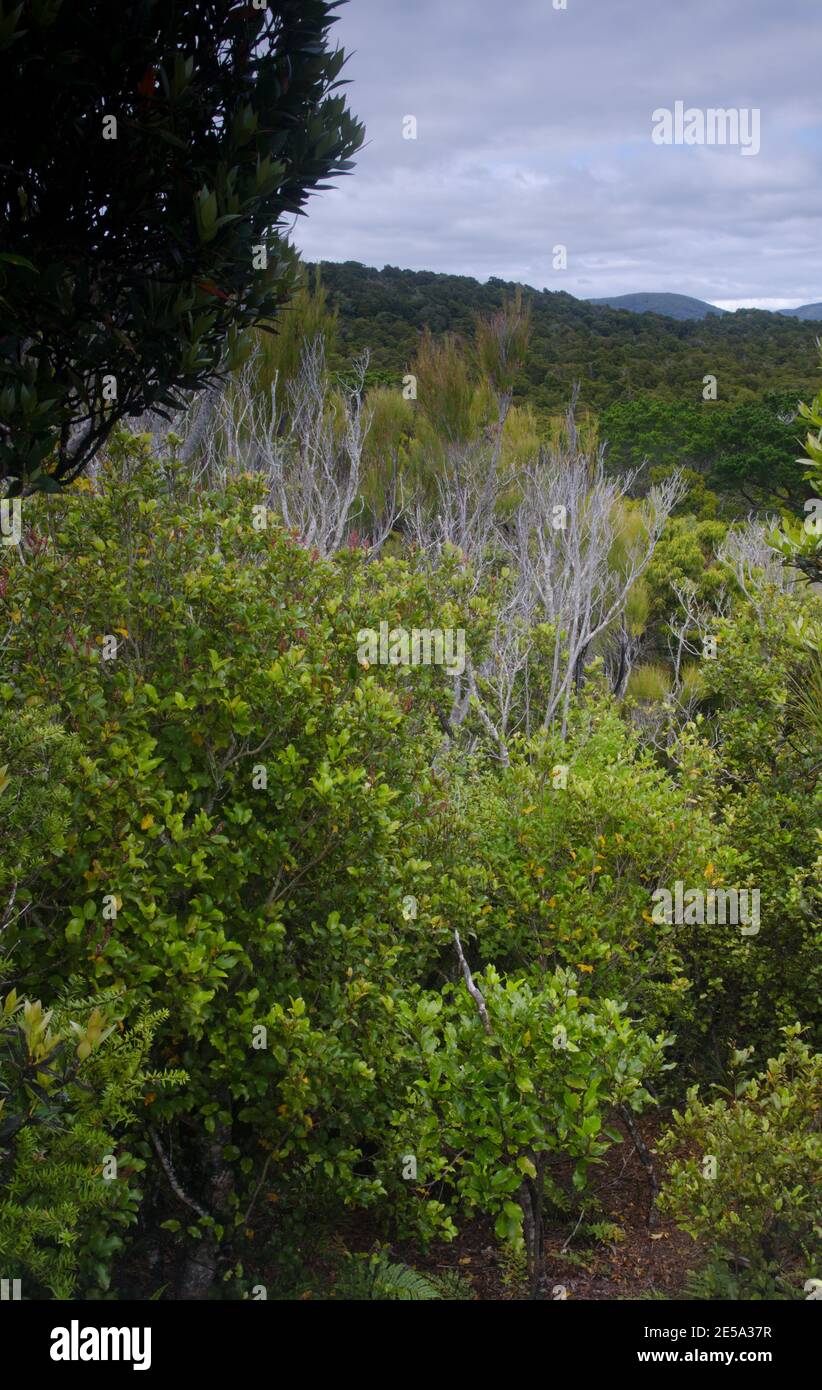 Ulva island national park hi-res stock photography and images - Alamy