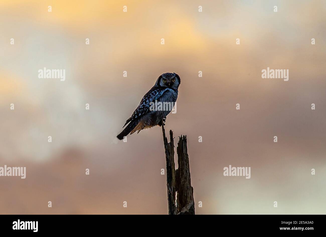 Mobbing owl hi-res stock photography and images - Alamy