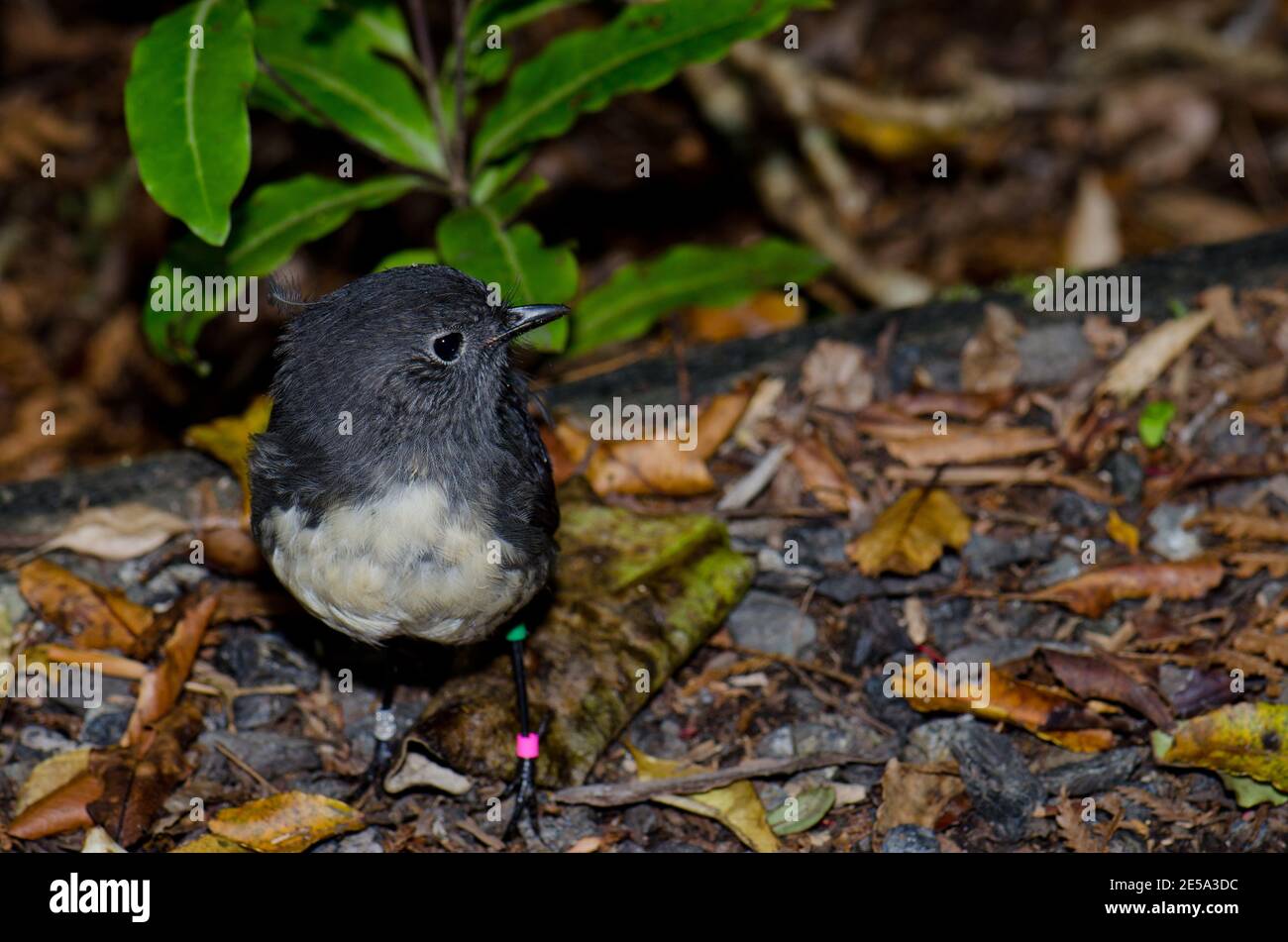 Stewart Island robin Petroica australis rakiura. Ulva Island. Rakiura ...
