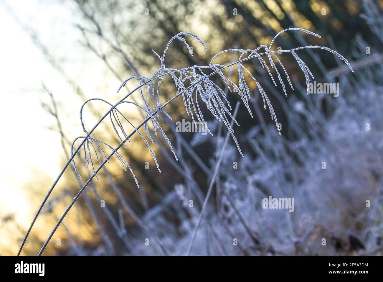 Nonutilized herbage hi-res stock photography and images - Alamy