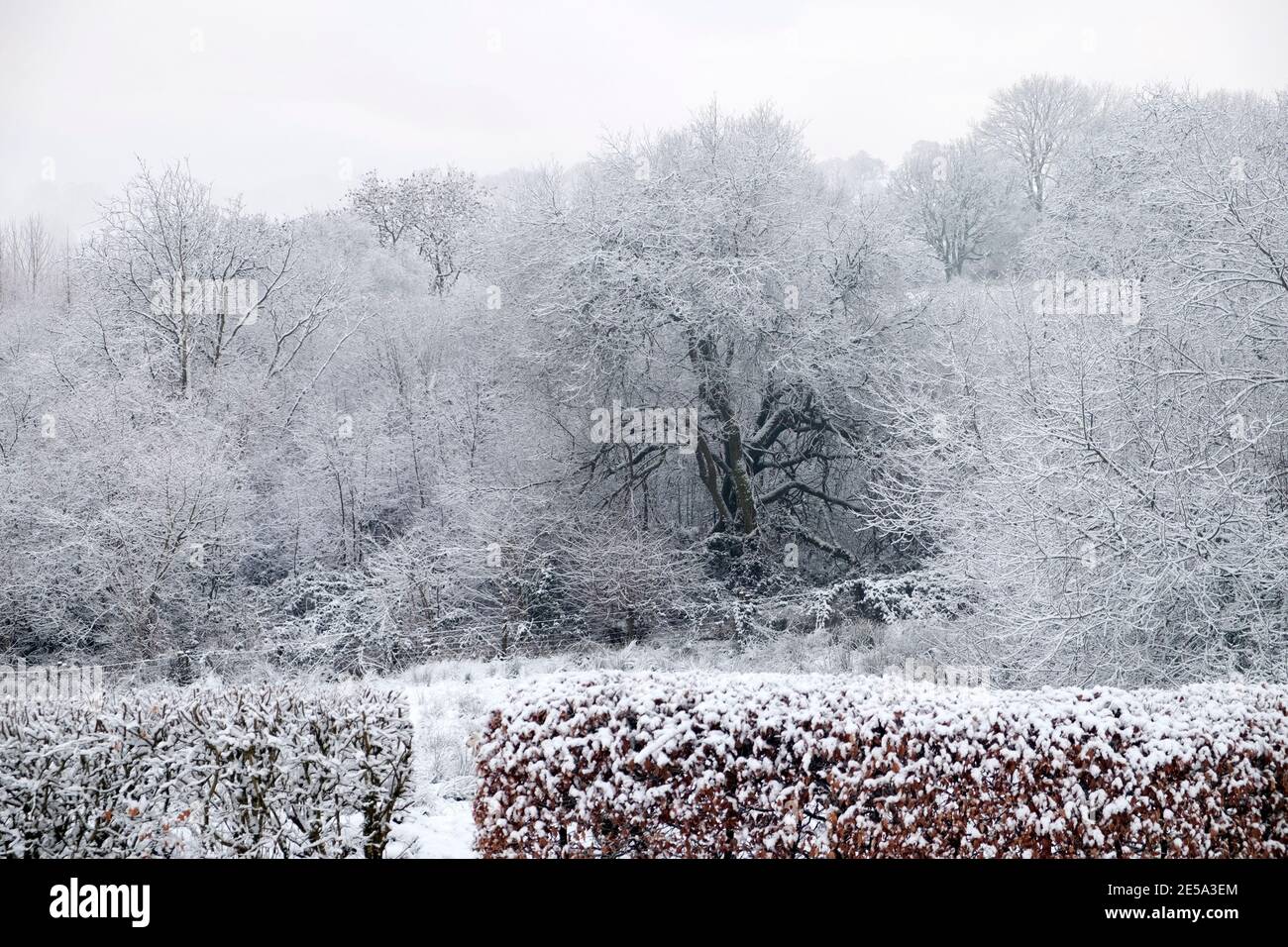 Beech hedge trees hi-res stock photography and images - Alamy