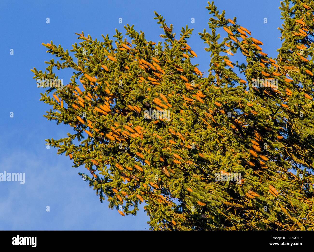 Picea excelsa hi-res stock photography and images - Alamy