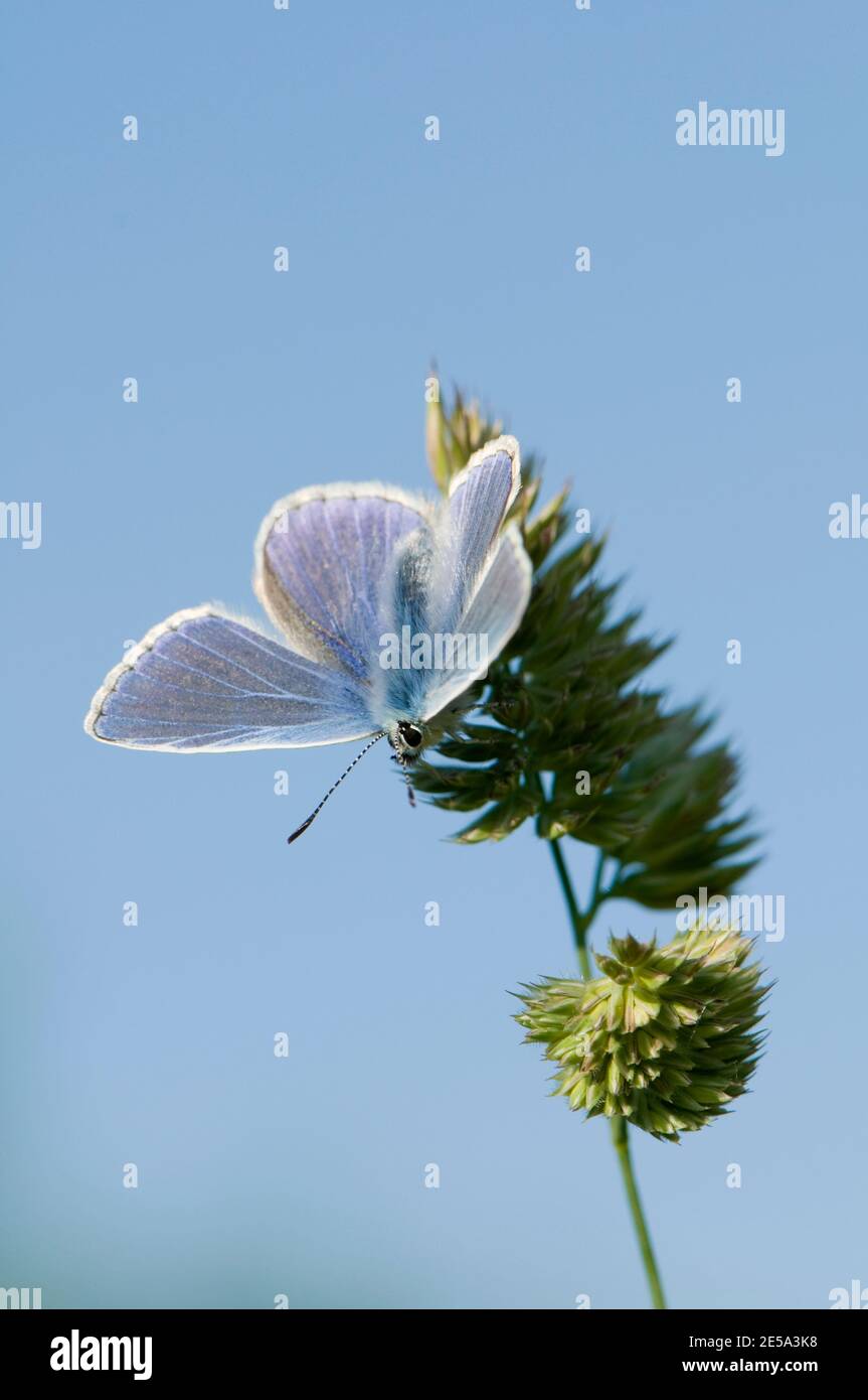 Male blue butterfly on grass stem hi-res stock photography and images ...
