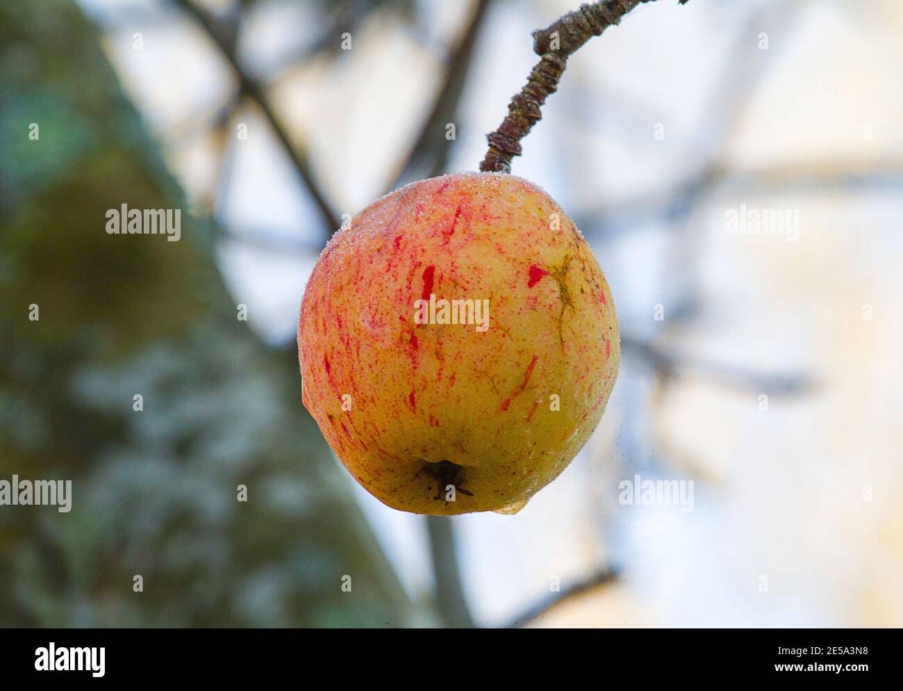 Winter apple. This red apple is frozen in the frost and left hanging on ...