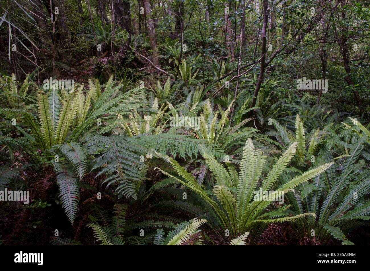 Rainforest with crown ferns Lomaria discolor. Ulva Island. Rakiura ...