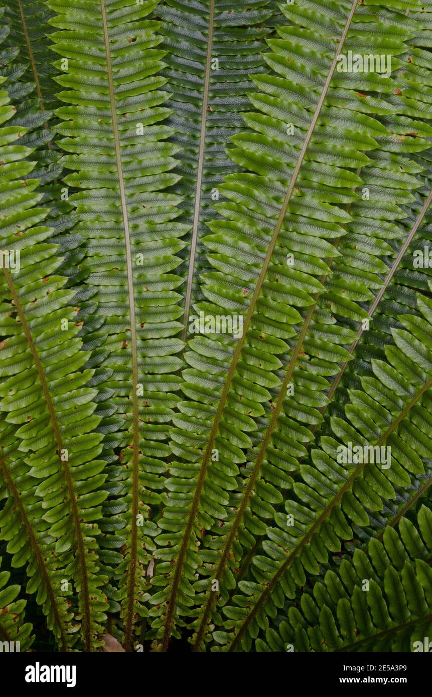 Fronds of crown fern Lomaria discolor. Ulva Island. Rakiura National ...