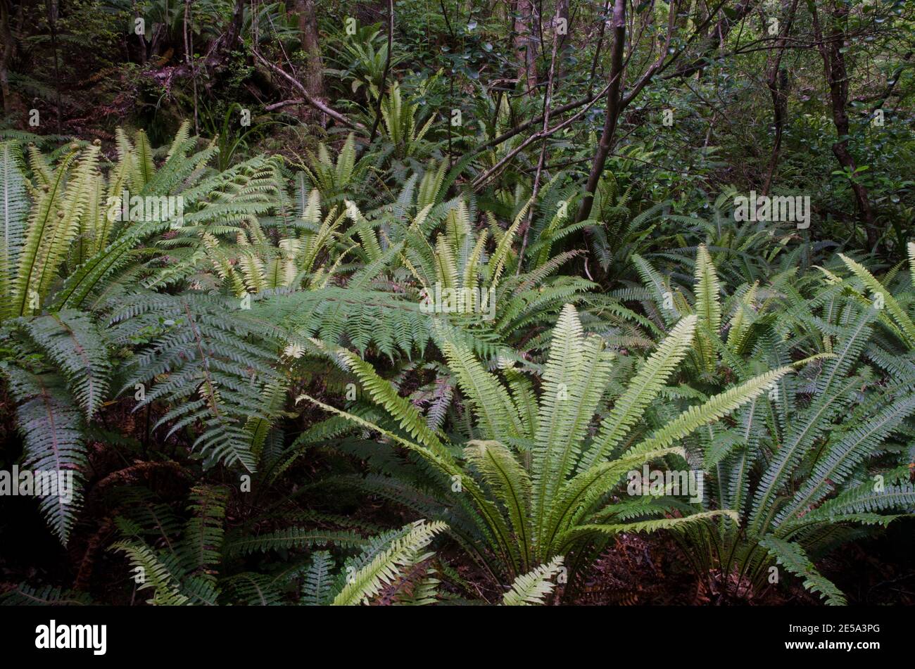 Rainforest with crown ferns Lomaria discolor. Ulva Island. Rakiura ...