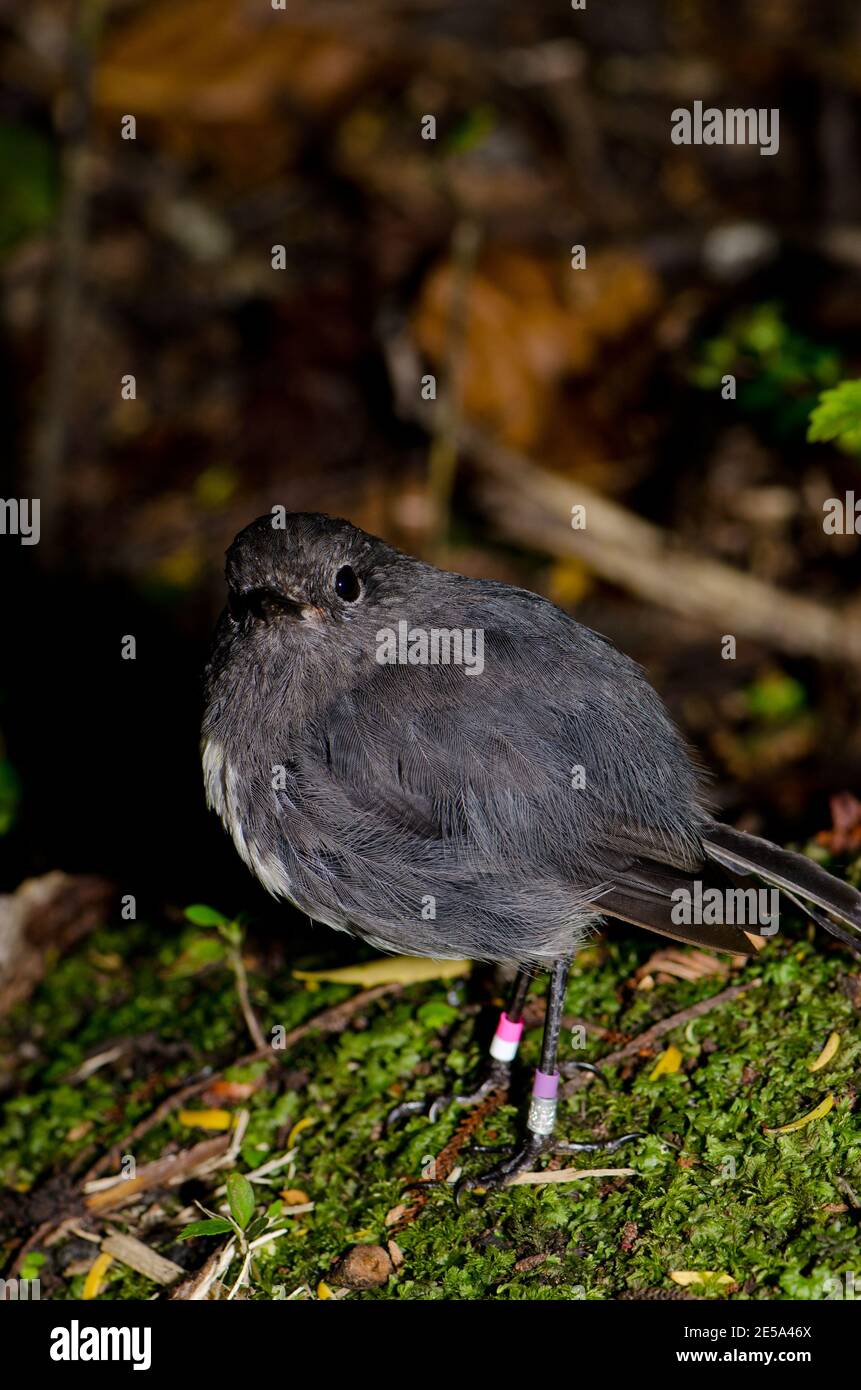 Stewart Island robin Petroica australis rakiura. Ulva Island. Rakiura ...