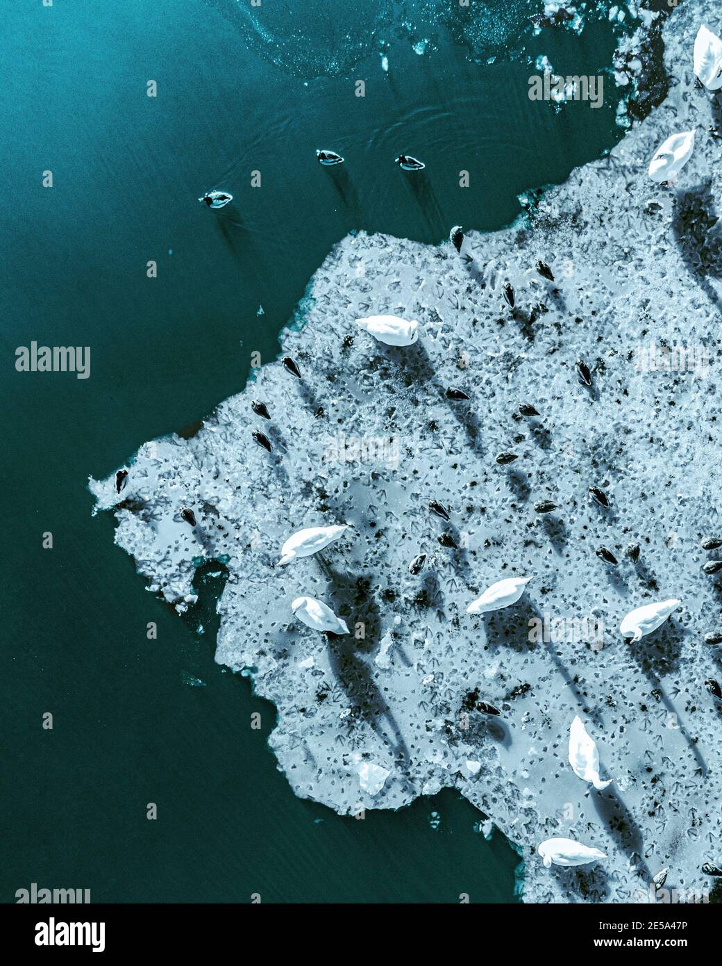 Vertical top view of the frozen shore captured during the daytime in ...