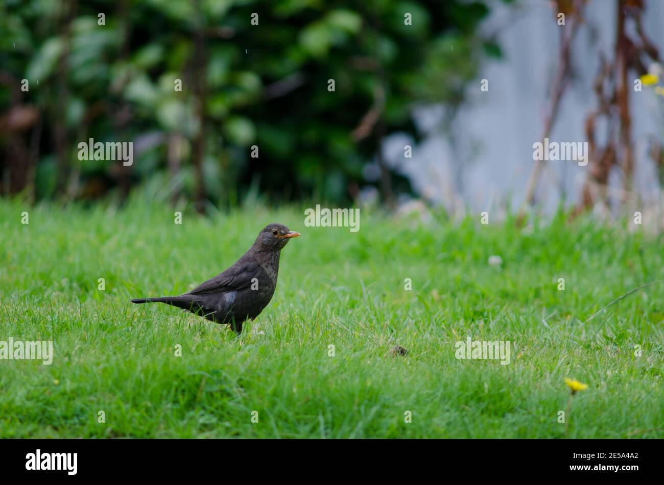 Female common blackbird Turdus merula. Oban. Stewart Island. New ...