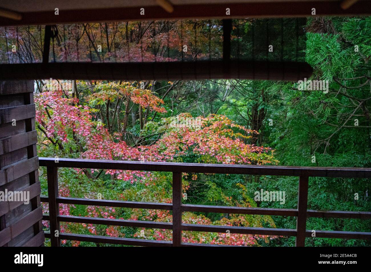 Beautiful view of a forest with colorful trees from a balcony in a ...