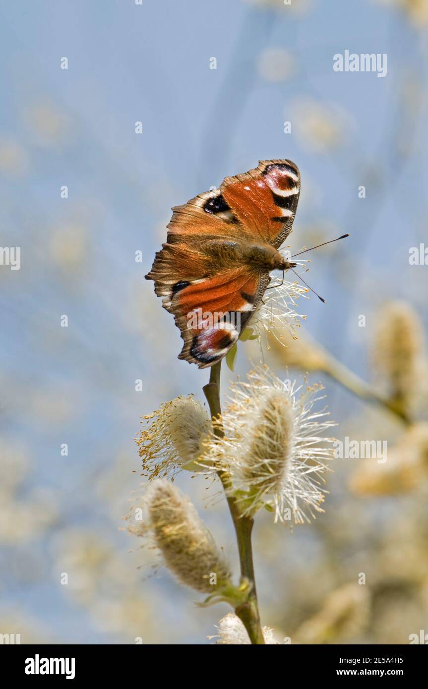 Salix caprea butterfly hi-res stock photography and images - Alamy