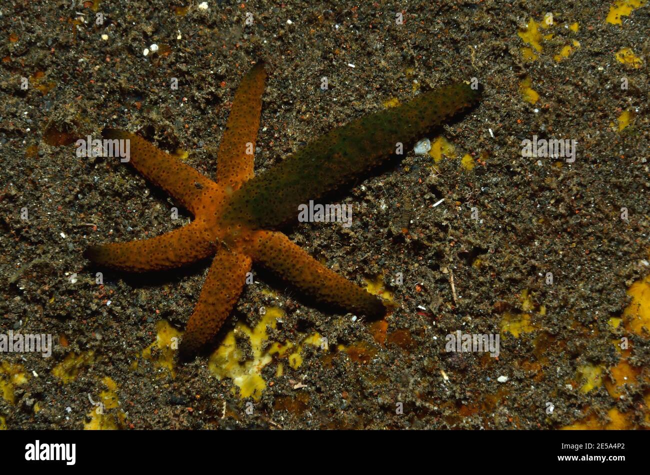 Echinaster luzonicus, luzon sea star, Sechsarmiger Seestern, Luzon-Seestern Stock Photo - Alamy