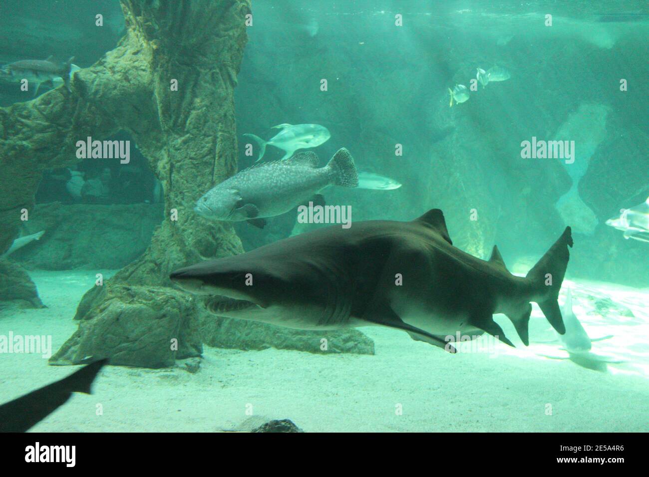 Fish and shark underwater in the natural aquarium Stock Photo - Alamy