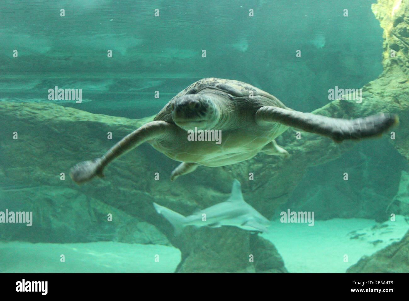 Turtle and small shark underwater in the natural aquarium Stock Photo ...