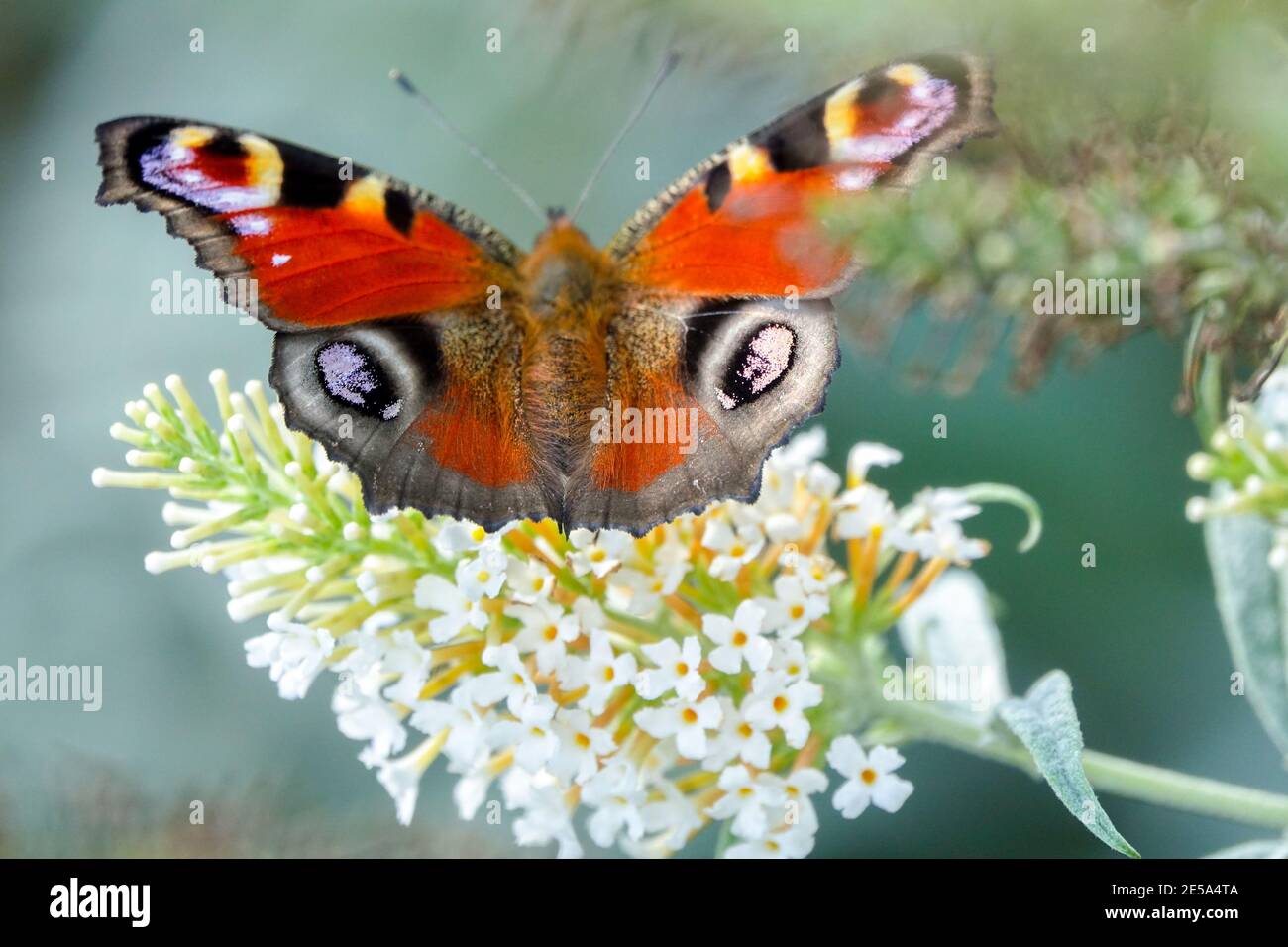 Aglais io butterfly Inachis io Peacock butterfly on Butterfly bush ...