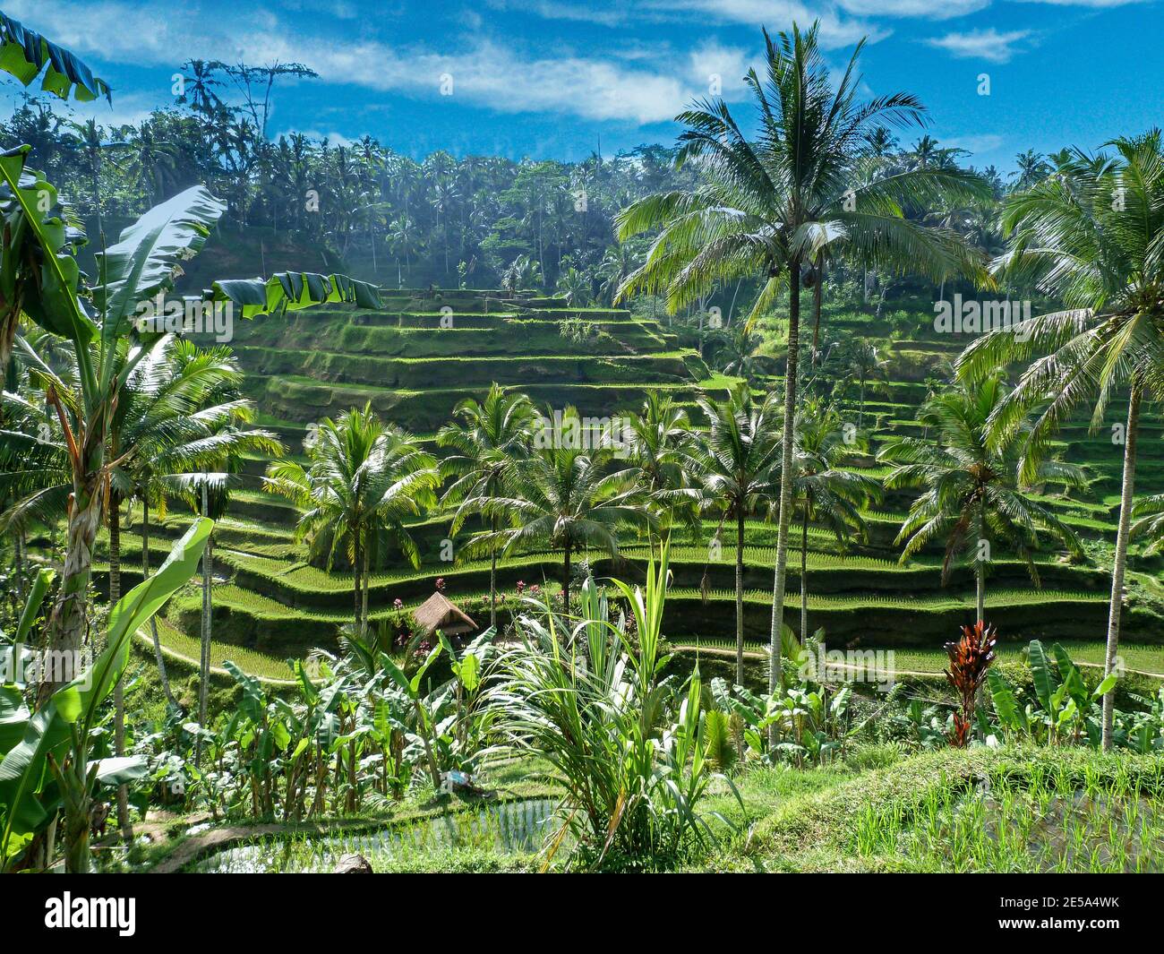a rice paddy staircase in bali Stock Photo - Alamy