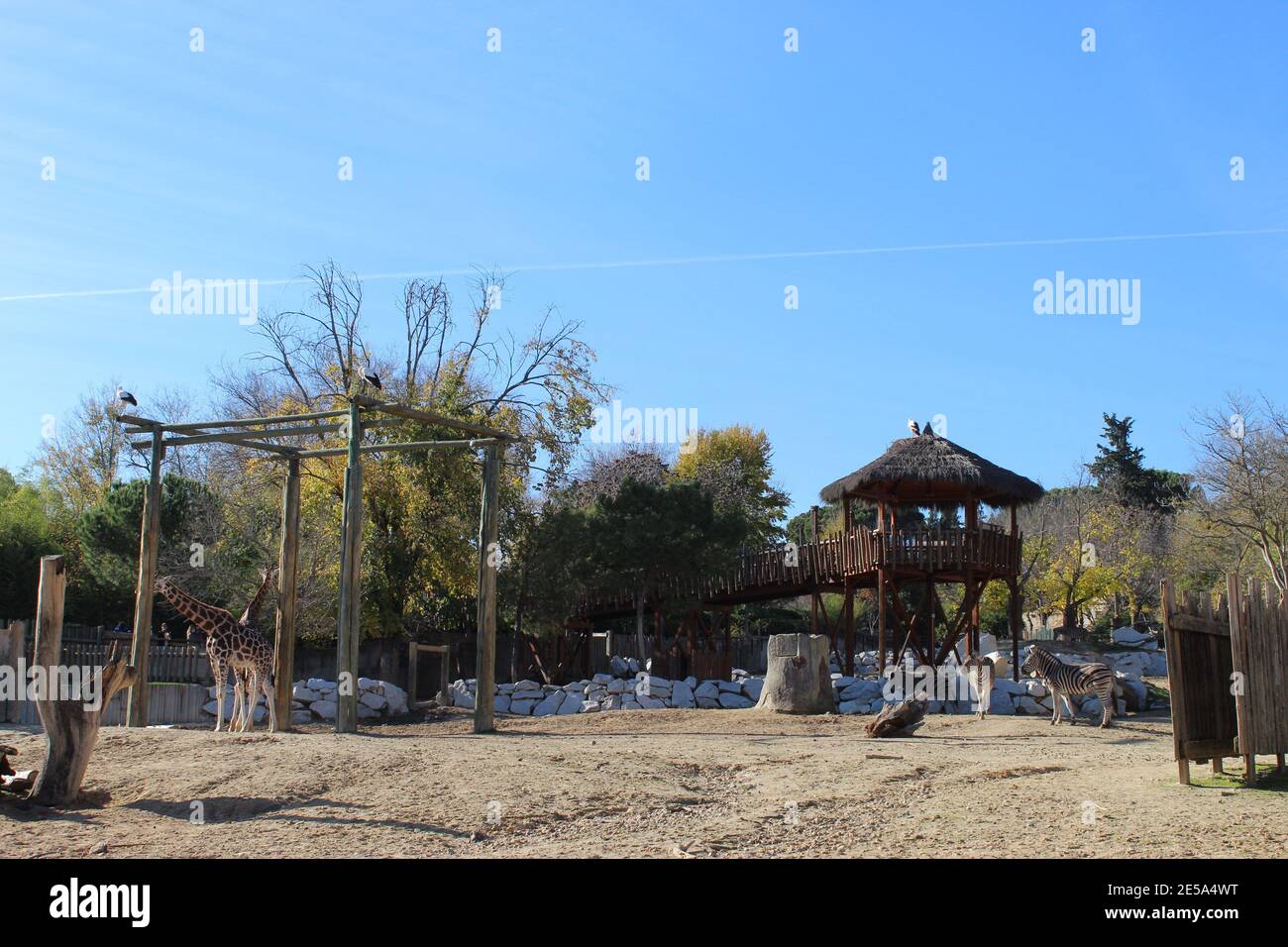 Giraffes zebras in zoo hi-res stock photography and images - Alamy