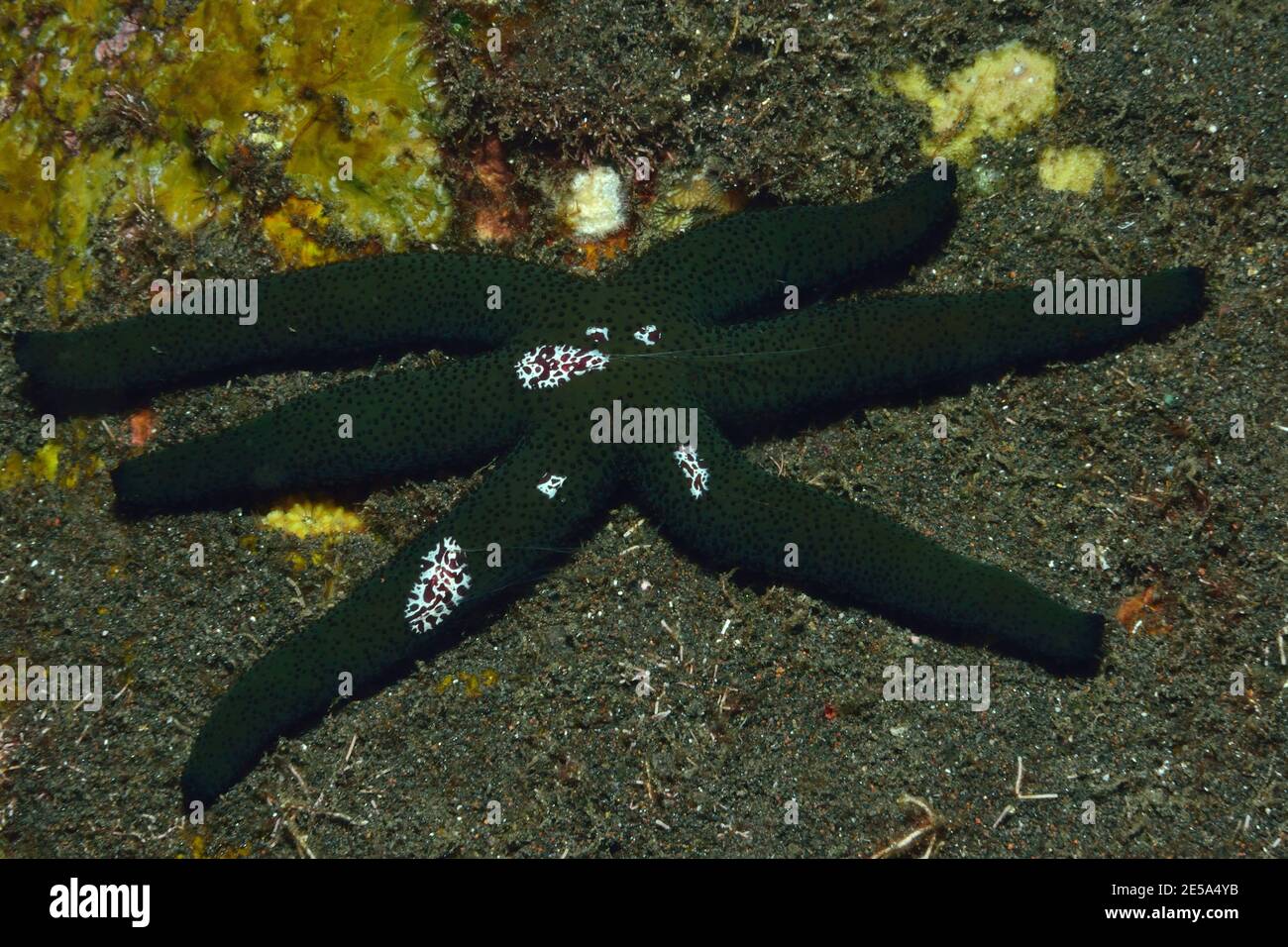 Echinaster luzonicus, luzon sea star, Sechsarmiger Seestern, Luzon ...