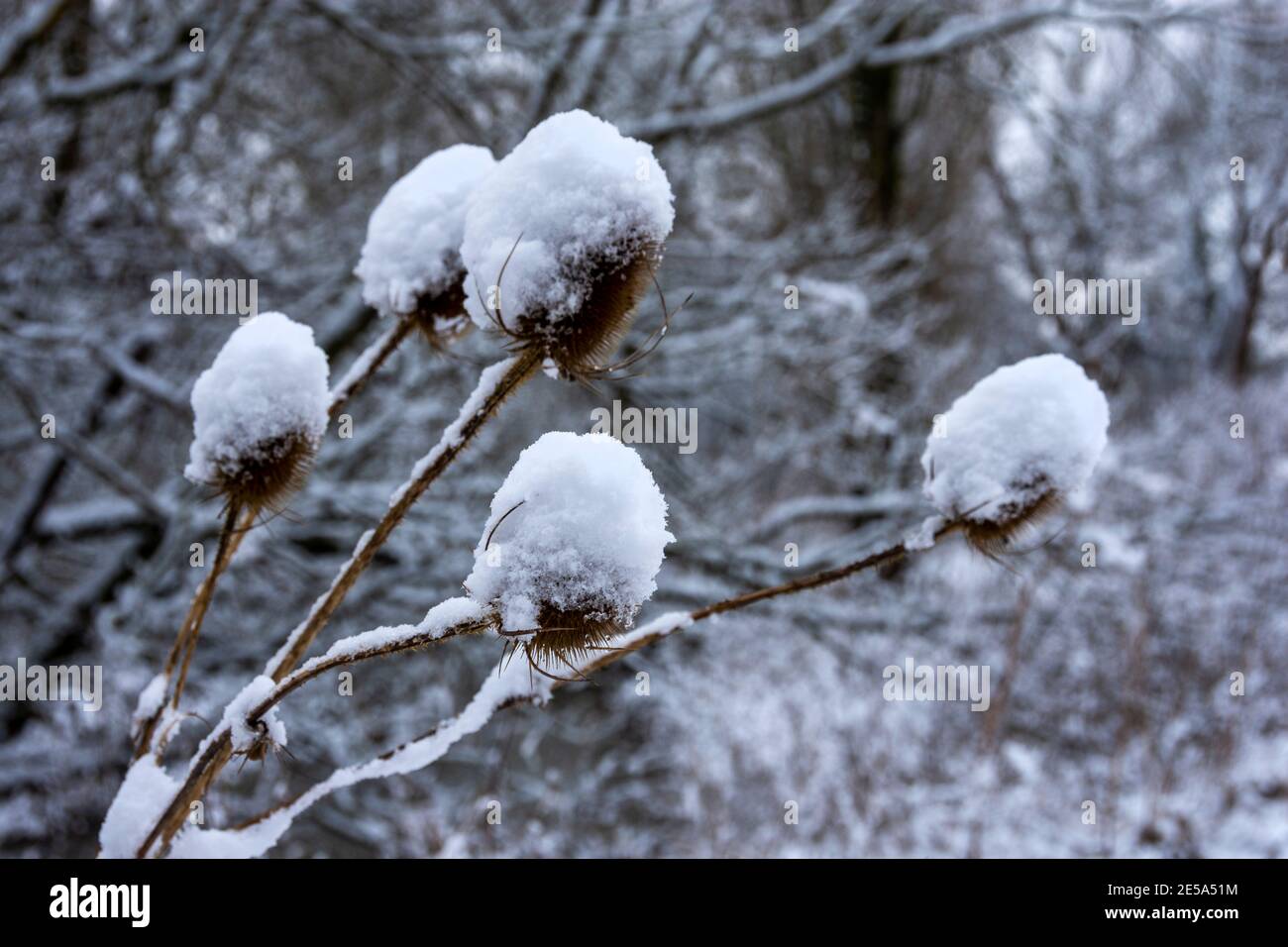 Snow collecting on Teasels in a snow storm Stock Photo - Alamy