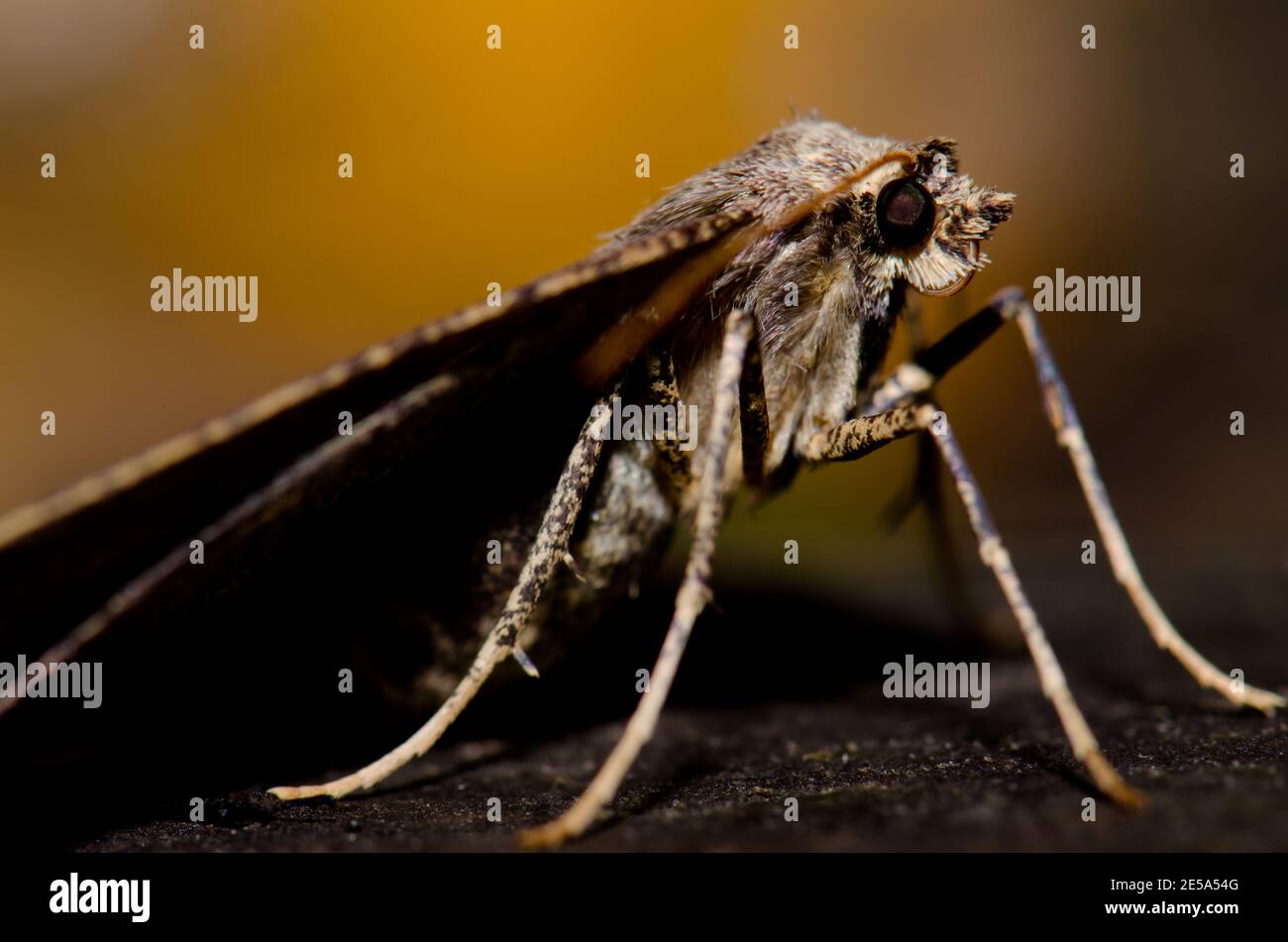 New zealand moths hi-res stock photography and images - Alamy