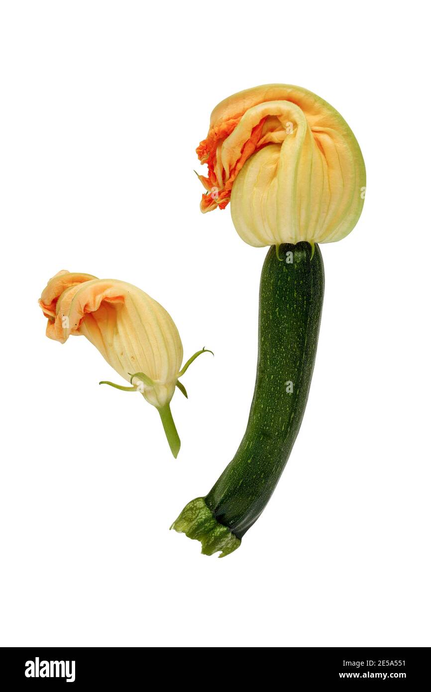 Flatlay of baby Courgette or Zucchini squash with blossoms isolated ...