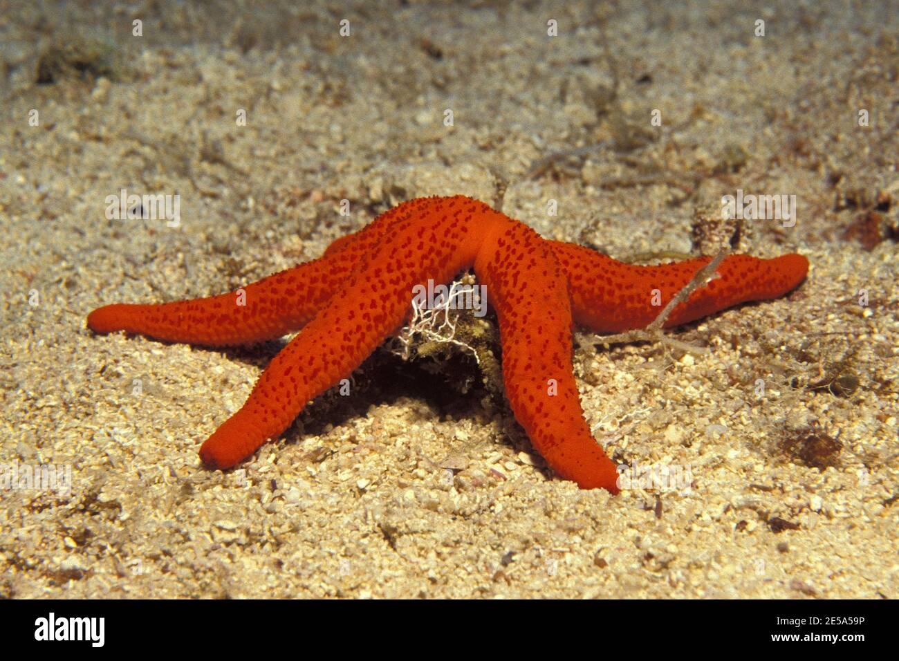 Echinaster sepositus, mediterranean red sea star, feeding, Purpurstern ...
