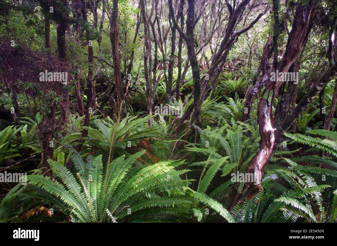 Lomaria discolor hi-res stock photography and images - Alamy