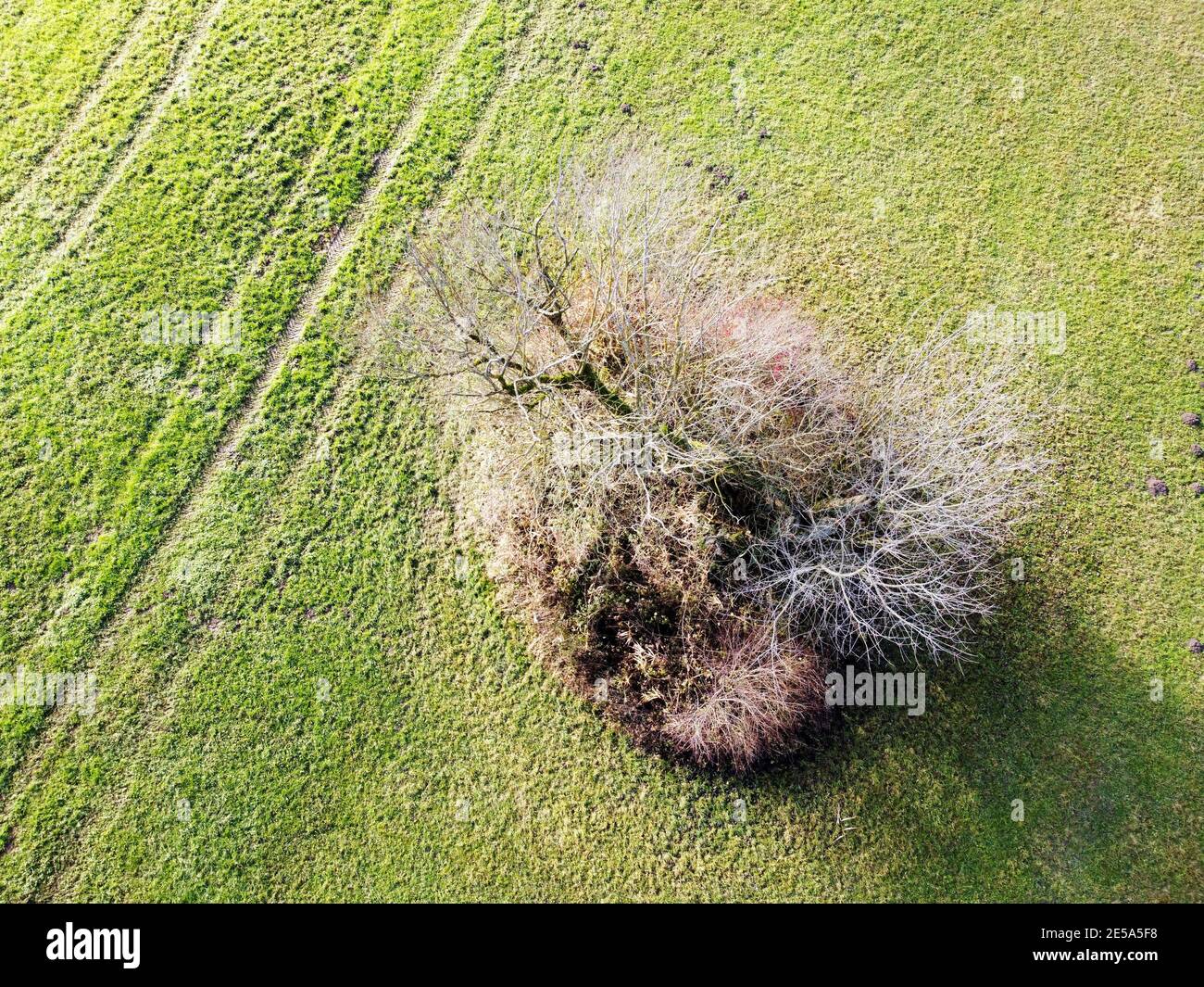 Top view of dried bush on a green filed in a countryside Stock Photo ...
