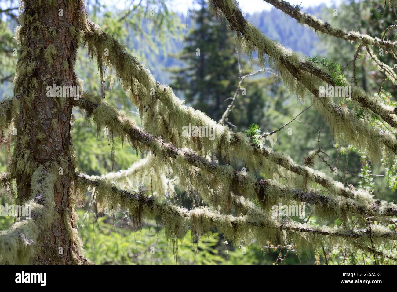 Old Man's Beard, Beard Lichen, Treemoss, Methuselah's beard lichen ...
