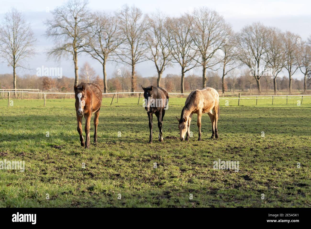 Thoroughbred Horses Grazing in a Green Field in Rural Pastureland Stock ...