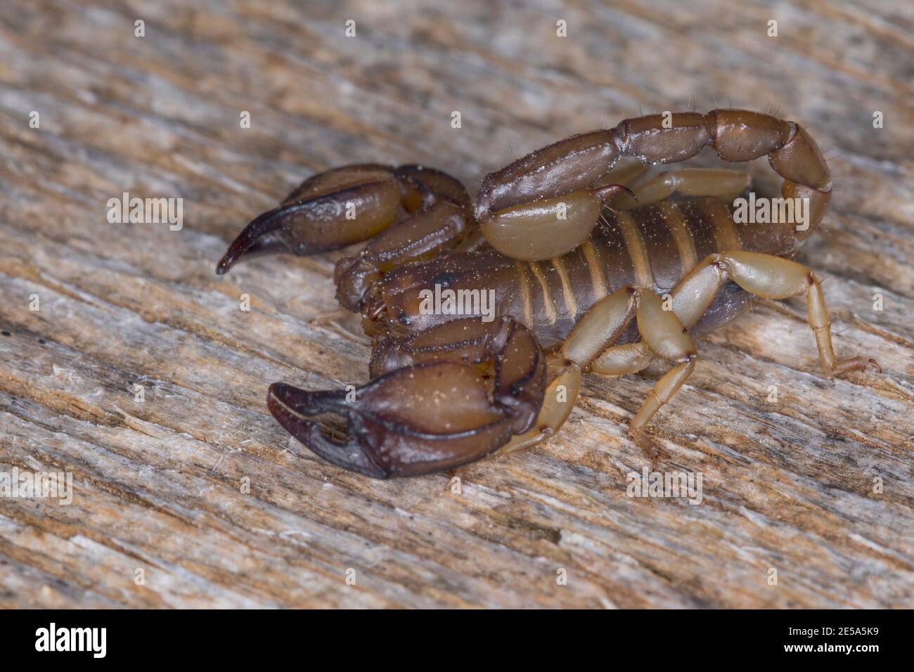 scorpion (Euscorpius spec.), on wood, side view , Croatia Stock Photo ...