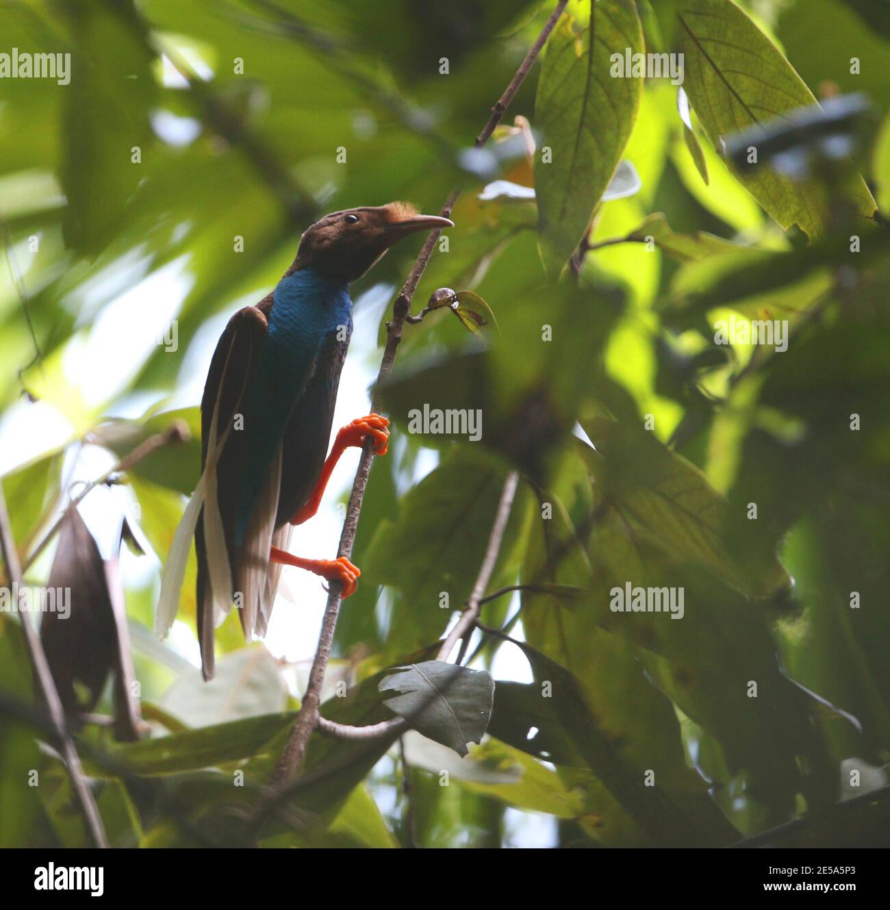 Wallaces bird of paradise hi-res stock photography and images - Alamy