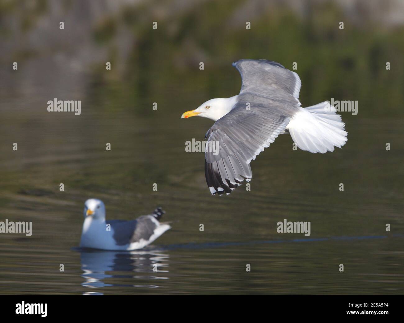 Norwegian sea herring swimming hi-res stock photography and images - Alamy