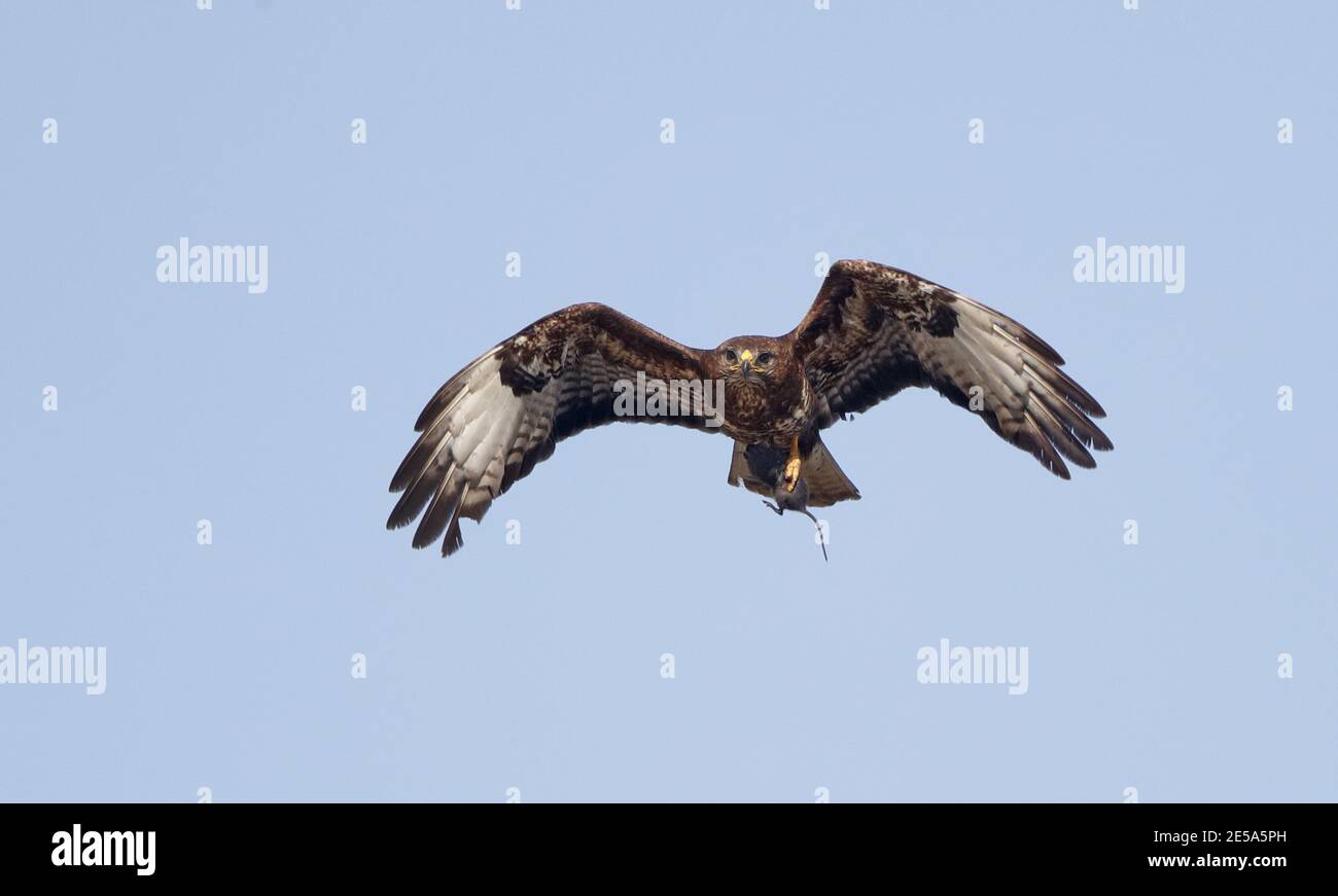 Eurasian buzzard (Buteo buteo), in flight with mouse as prey, Denmark ...