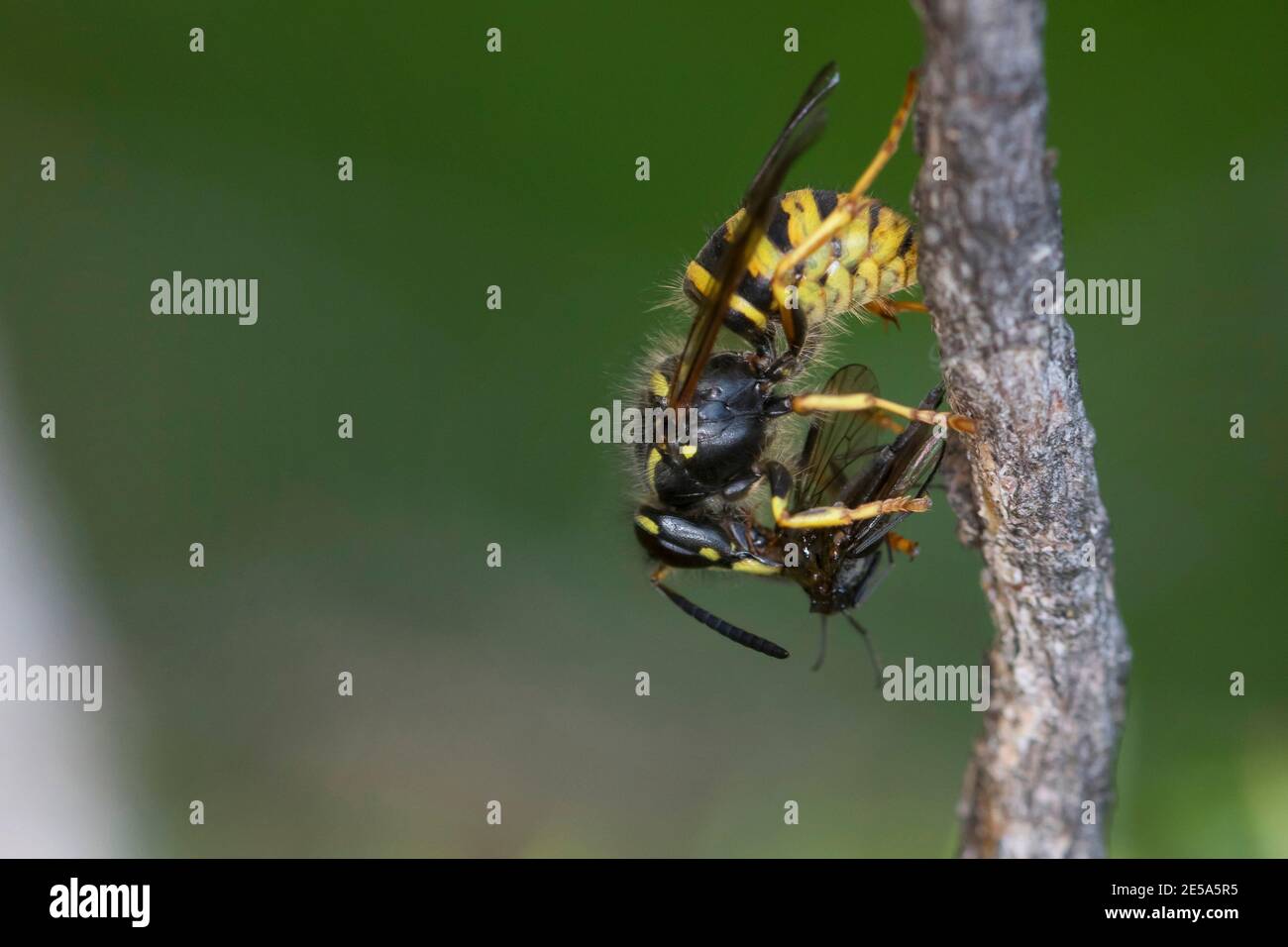Saxon wasp (Dolichovespula saxonica, Vespula saxonica), caught a fly ...