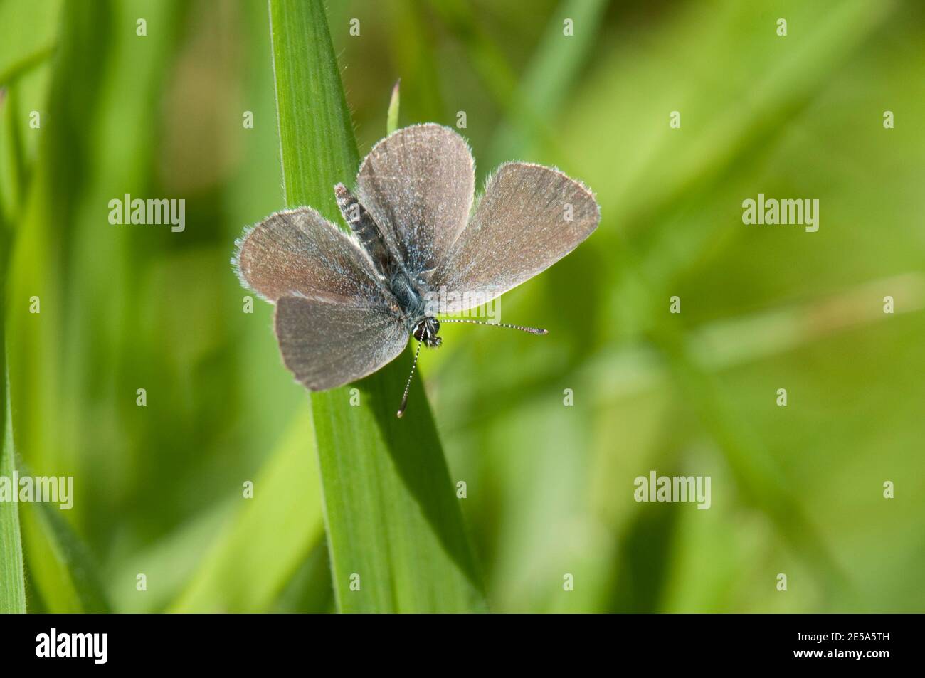 Small Blue Butterfly, Cupido minimus, at rest on grass stem at BBOWT's ...