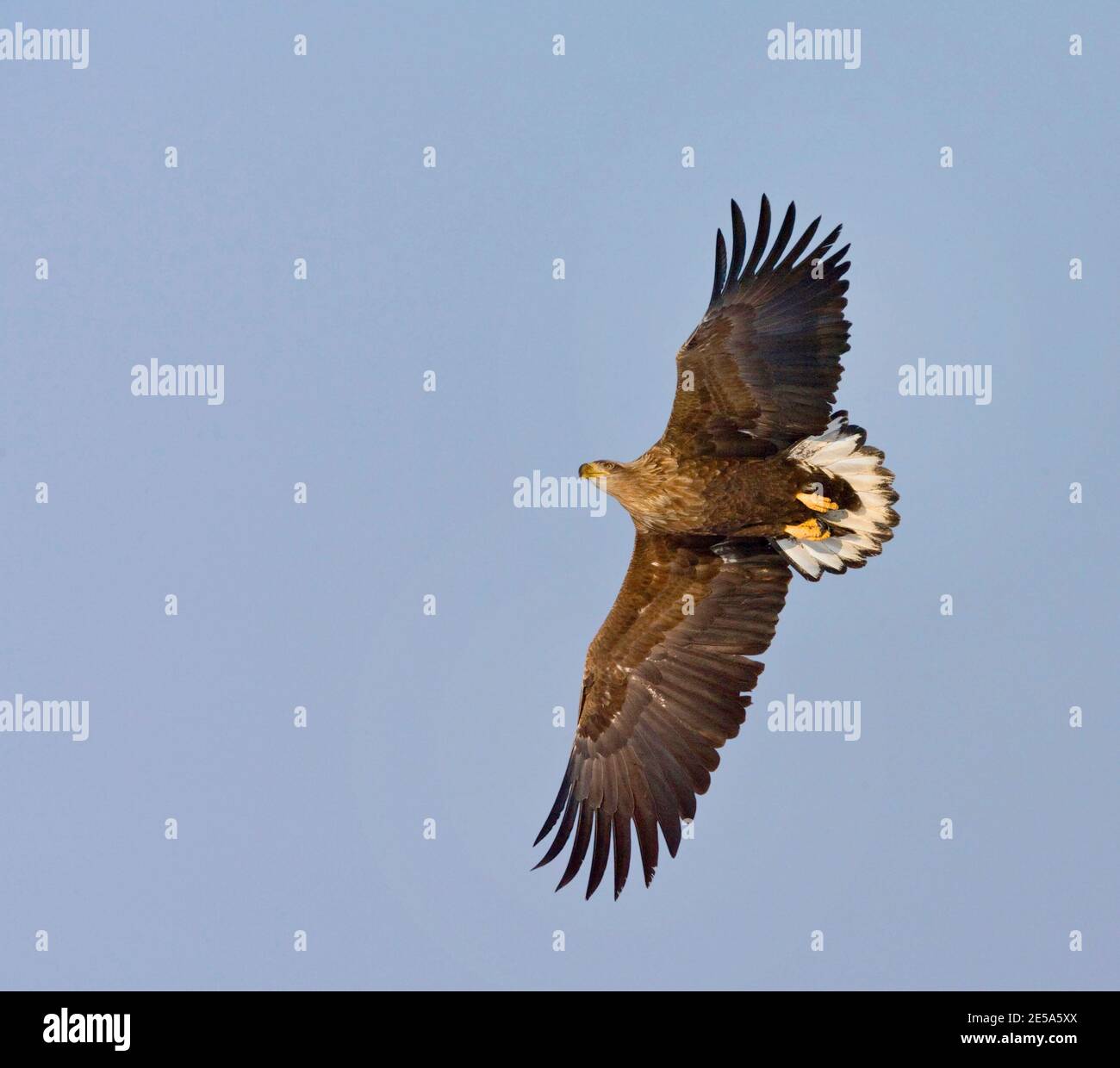 Subadult sea eagle hi-res stock photography and images - Alamy